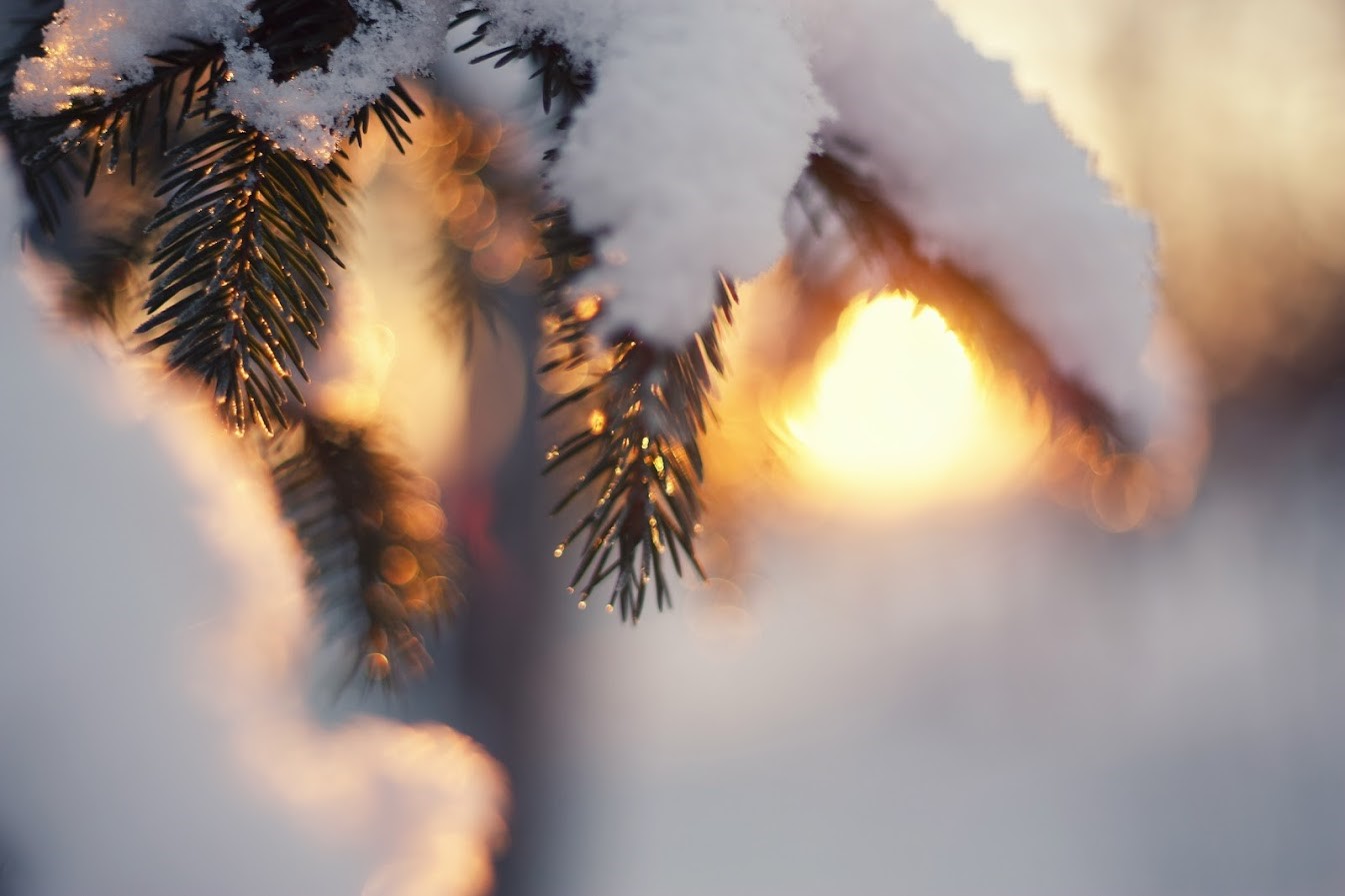 Winter Tree Care | Schulhoff Tree & Lawn Care, Inc