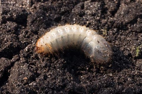 Grubs in Colorado | Shulhoff Tree & Lawn Care in Golden, CO