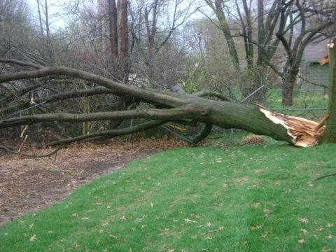 Treatments for Forked Trees | Schulhoff Tree & Lawn Care, Inc.