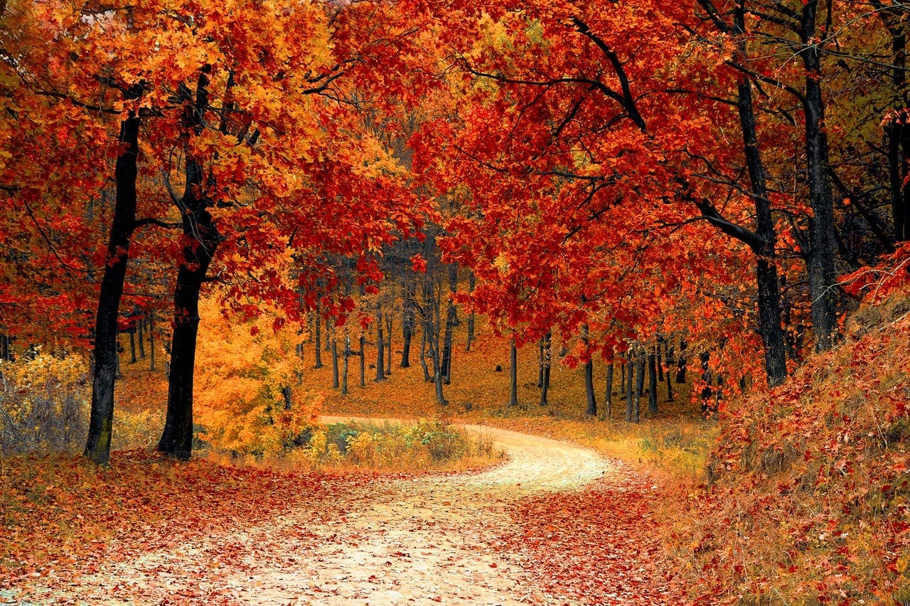 Fall Activities and Your Trees | Schulhoff Tree & Lawn Care, Inc.