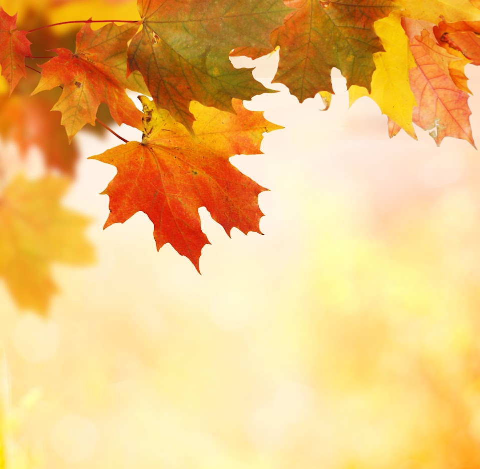 Tree Pruning in Early Autumn | Schulhoff Tree & Lawn Care, Inc.