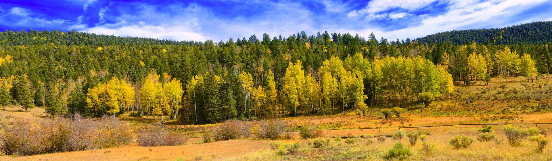 Bad Tree Habits | Schulhoff Tree & Lawn Care, Inc.