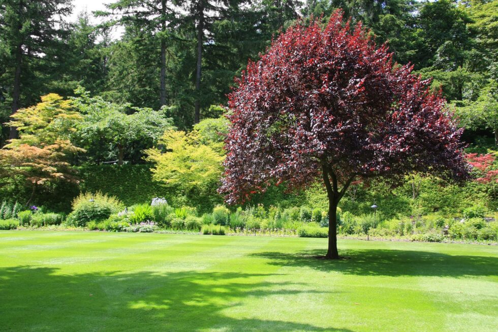 Understanding Tree Injections | Schulhoff Tree & Lawn Care