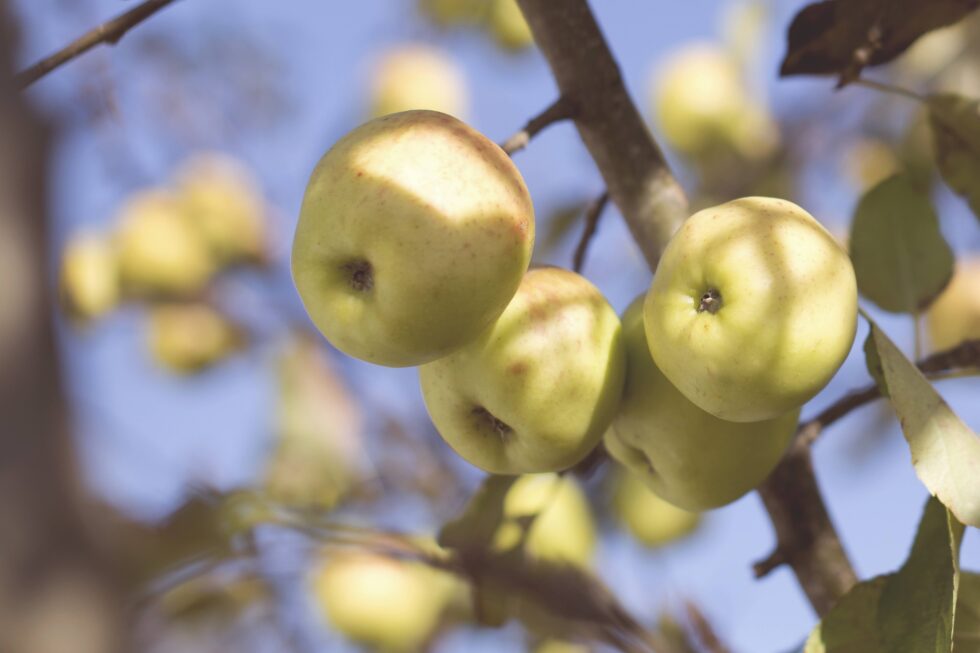 Common Problems in Fruit Trees | Schulhoff Tree & Lawn Care