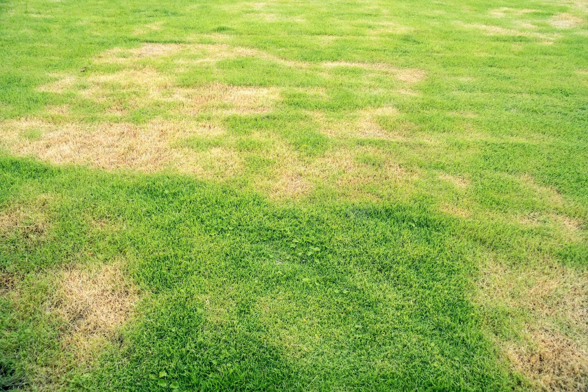 Lawn Disease | Schulhoff Tree & Lawn Care